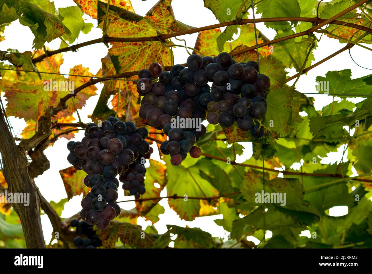 grape bunches in vineyard ready to be harvested Stock Photo - Alamy