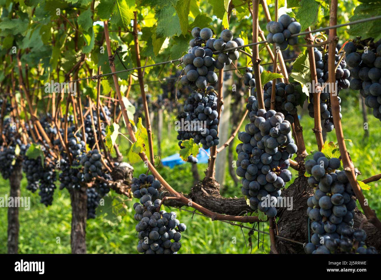 grape bunches in vineyard ready to be harvested Stock Photo - Alamy