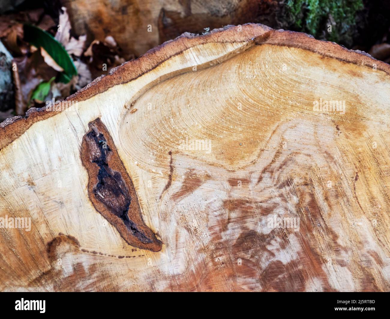 Patterns in a cut tree in Windermere, Lake District, UK Stock Photo - Alamy