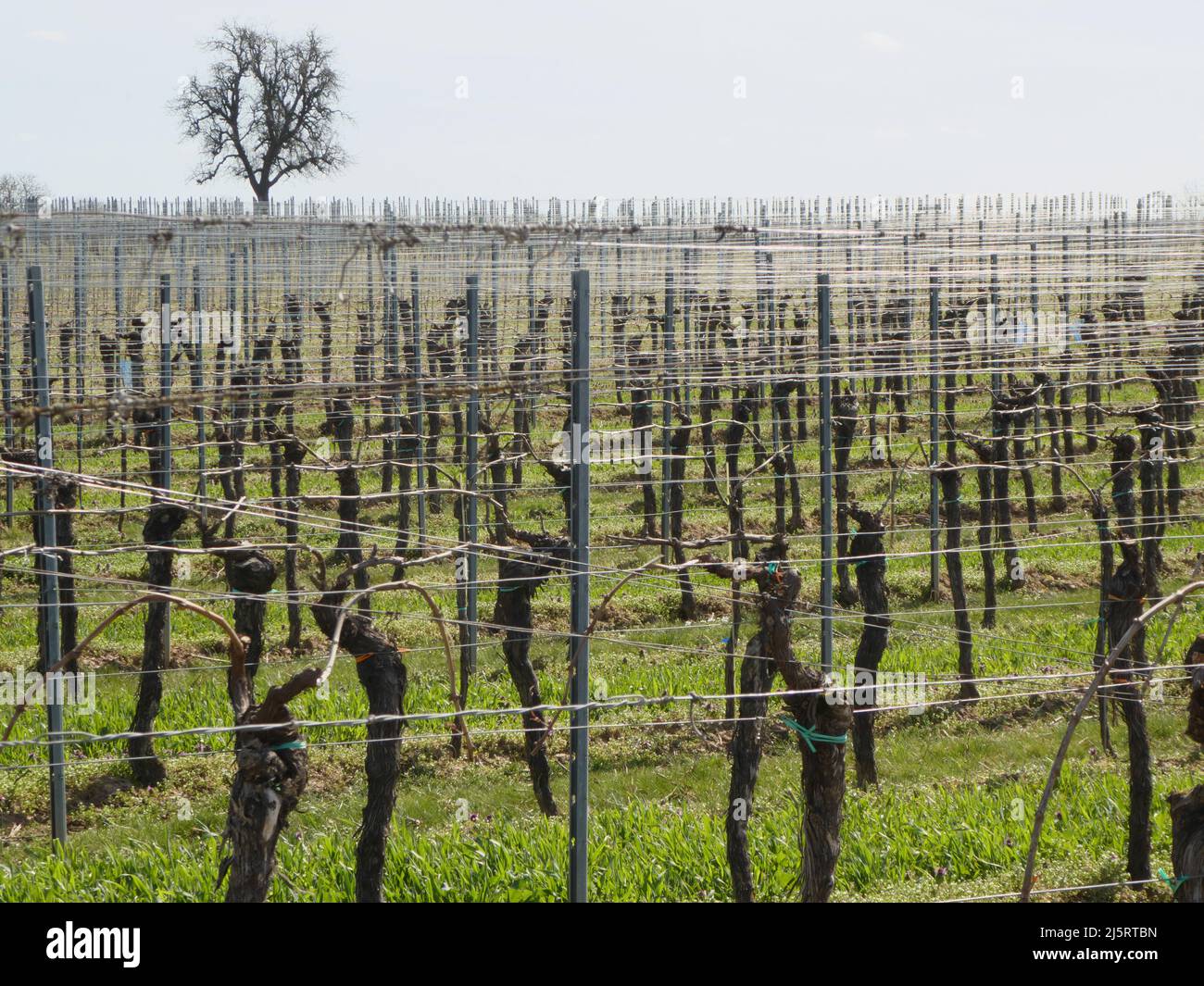 Vine lines hi-res stock photography and images - Alamy