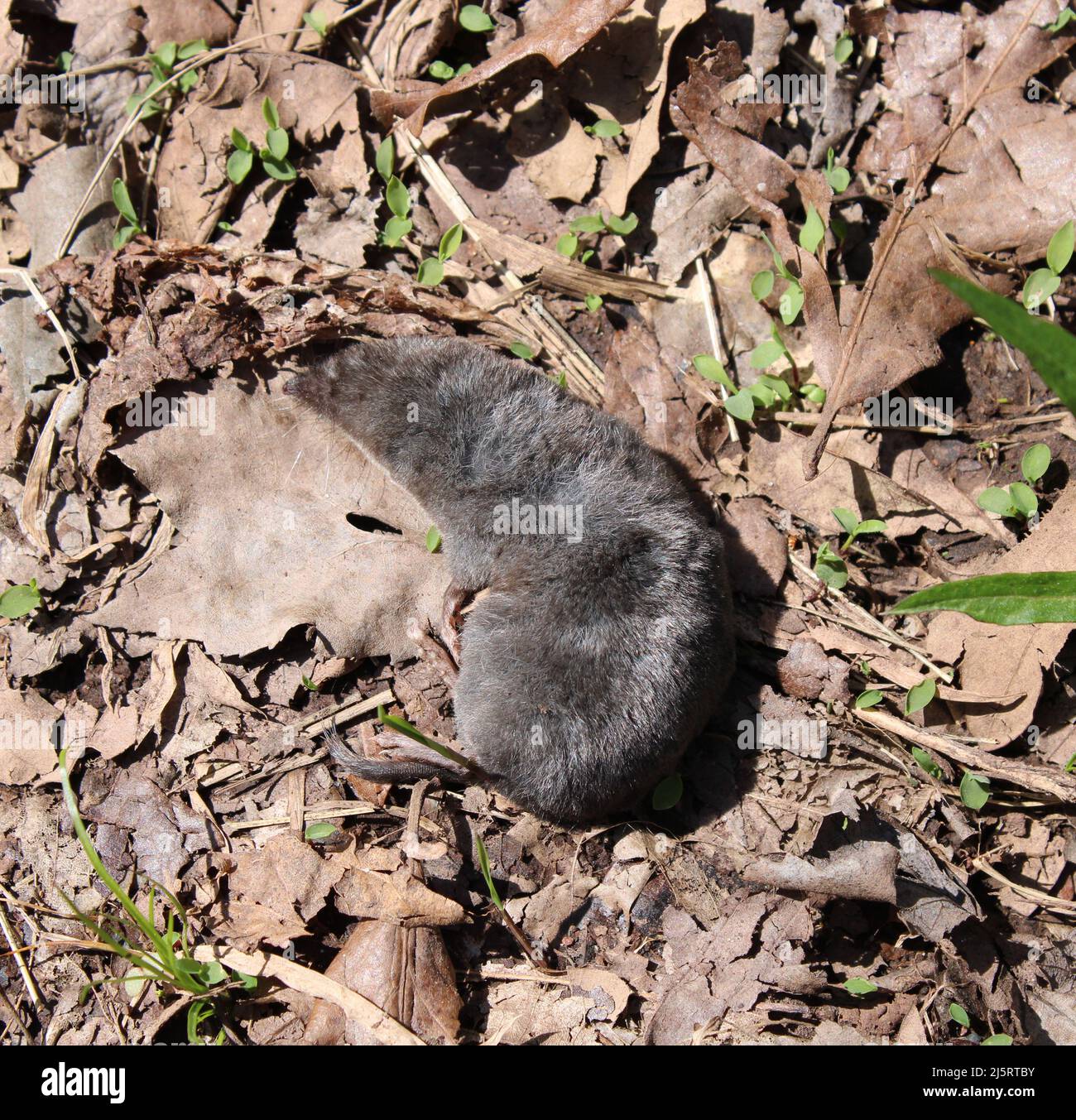 Short tailed shrew hi-res stock photography and images - Alamy