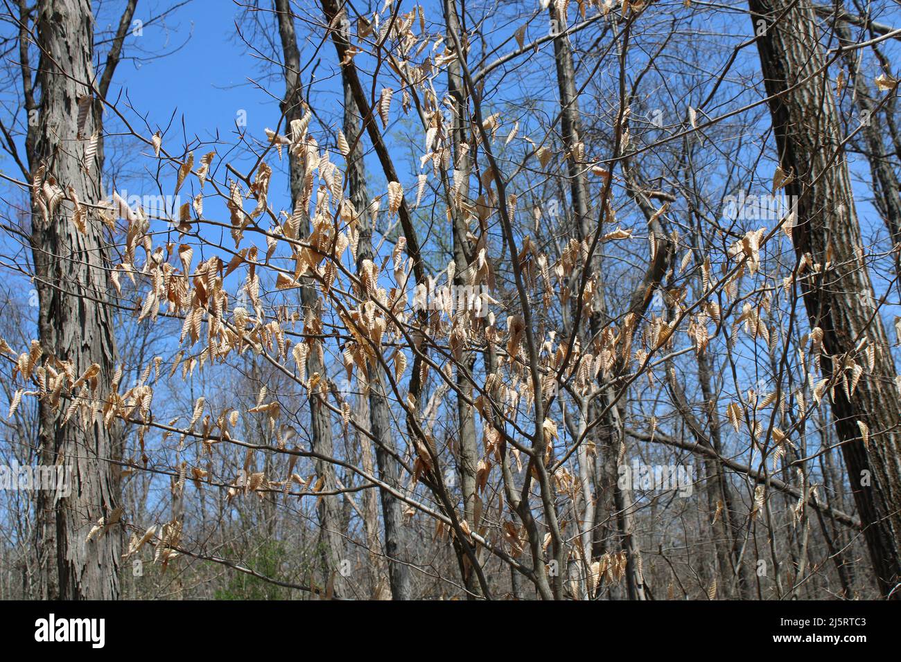 Pale Dry Beech Leaves on a Tree in Winter Stock Photo - Alamy
