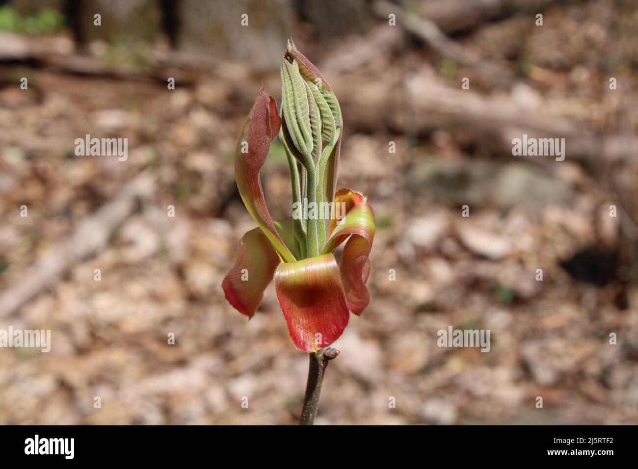 New Foliage Emerging from a Shagbark Hickory Bud Stock Photo - Alamy