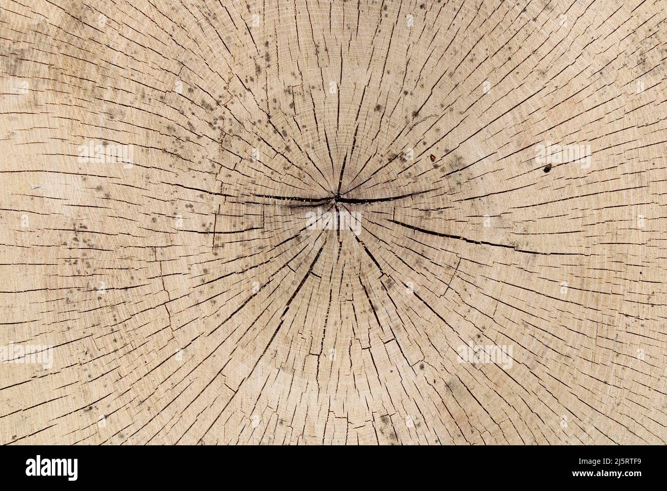 A Detail on the Center of a Cut Ash Tree Stock Photo - Alamy