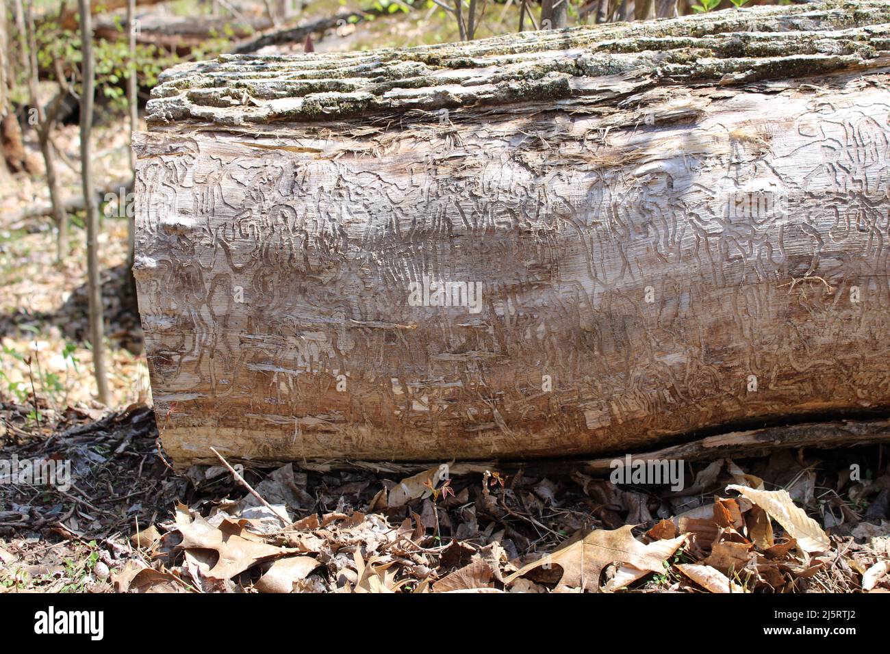 Emerald Ash Borer Damage on a Large Ash Log Stock Photo - Alamy