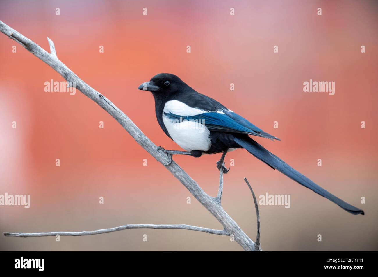 Black-billed magpie AKA American magpie (Pica hudsonia) ) perched in ...