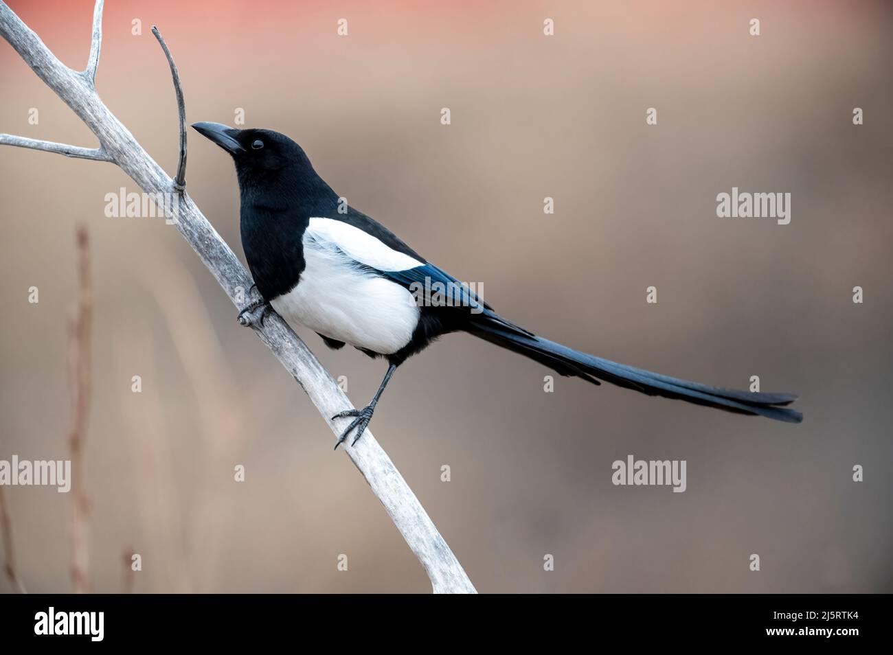 Black-billed magpie AKA American magpie (Pica hudsonia) perched in tree ...