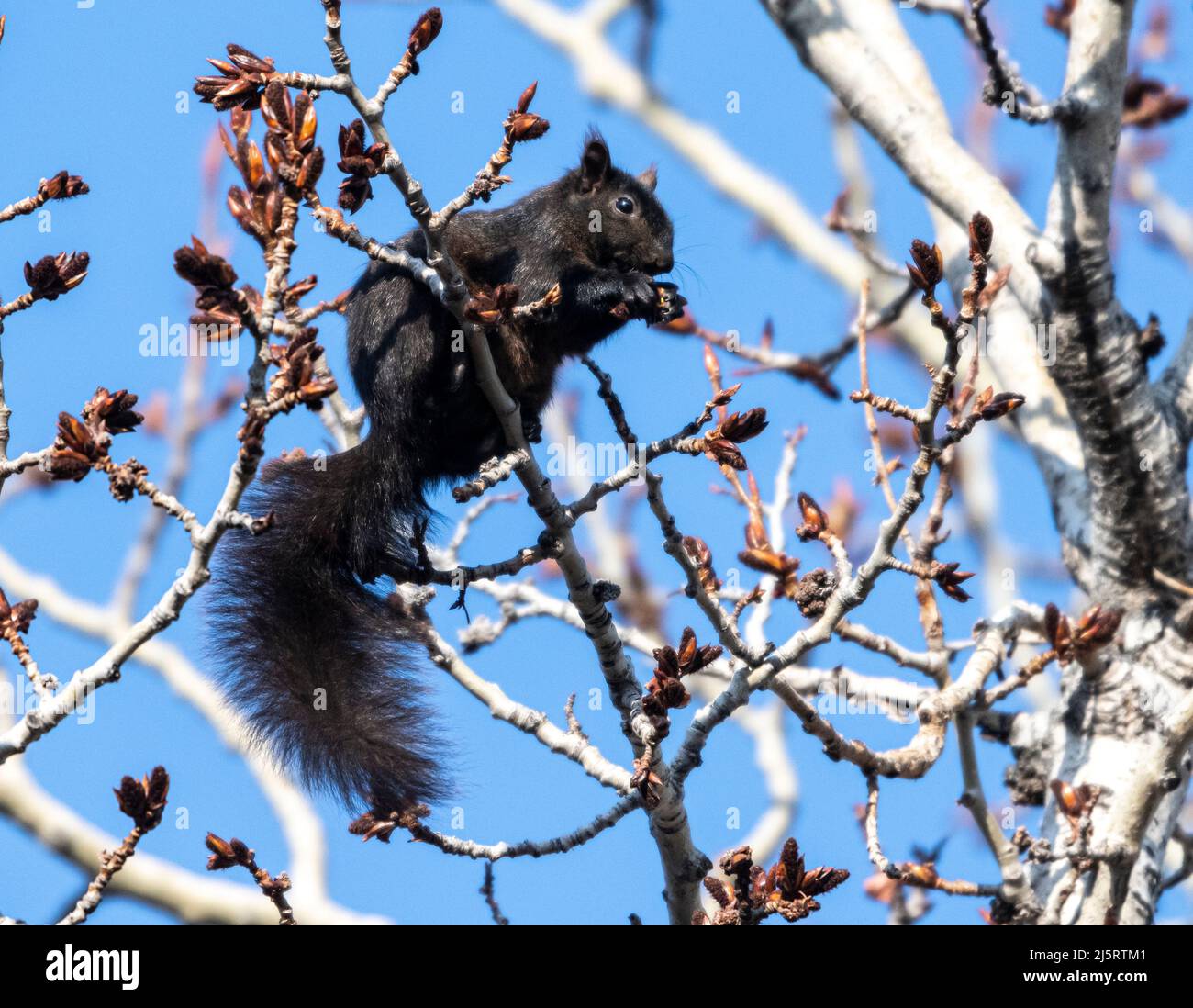 Eastern gray squirrel (Sciurus carolinensis), Prince’s Island Park ...