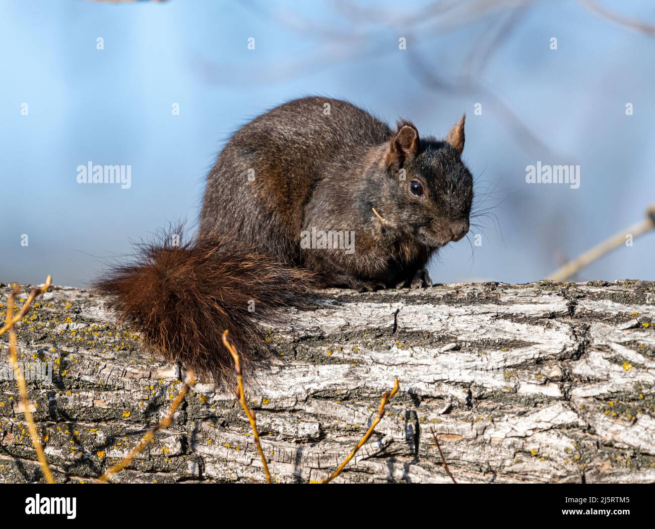 Eastern gray squirrel (Sciurus carolinensis), Prince’s Island Park ...