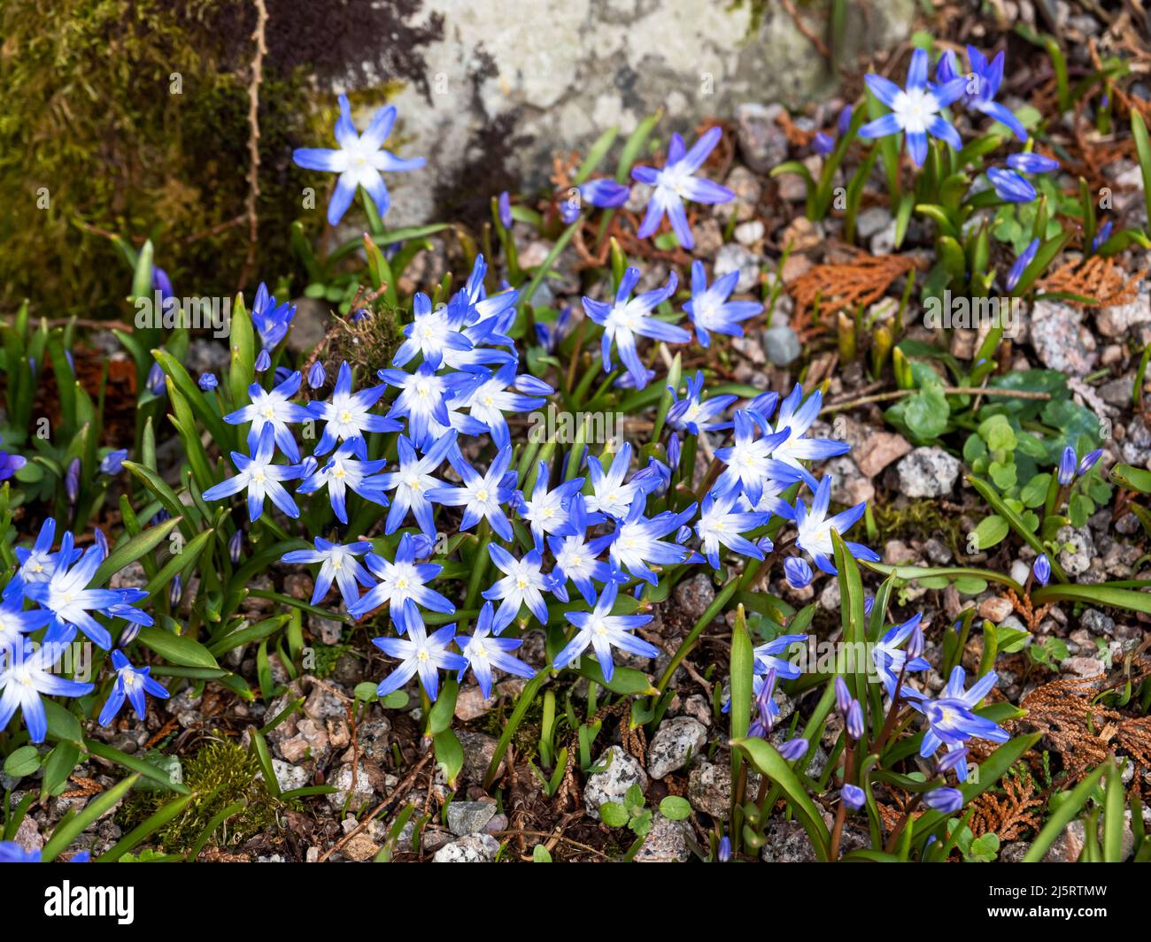 Blue flowers in Holehird Gardens, Windermere, Lake District, UK Stock ...