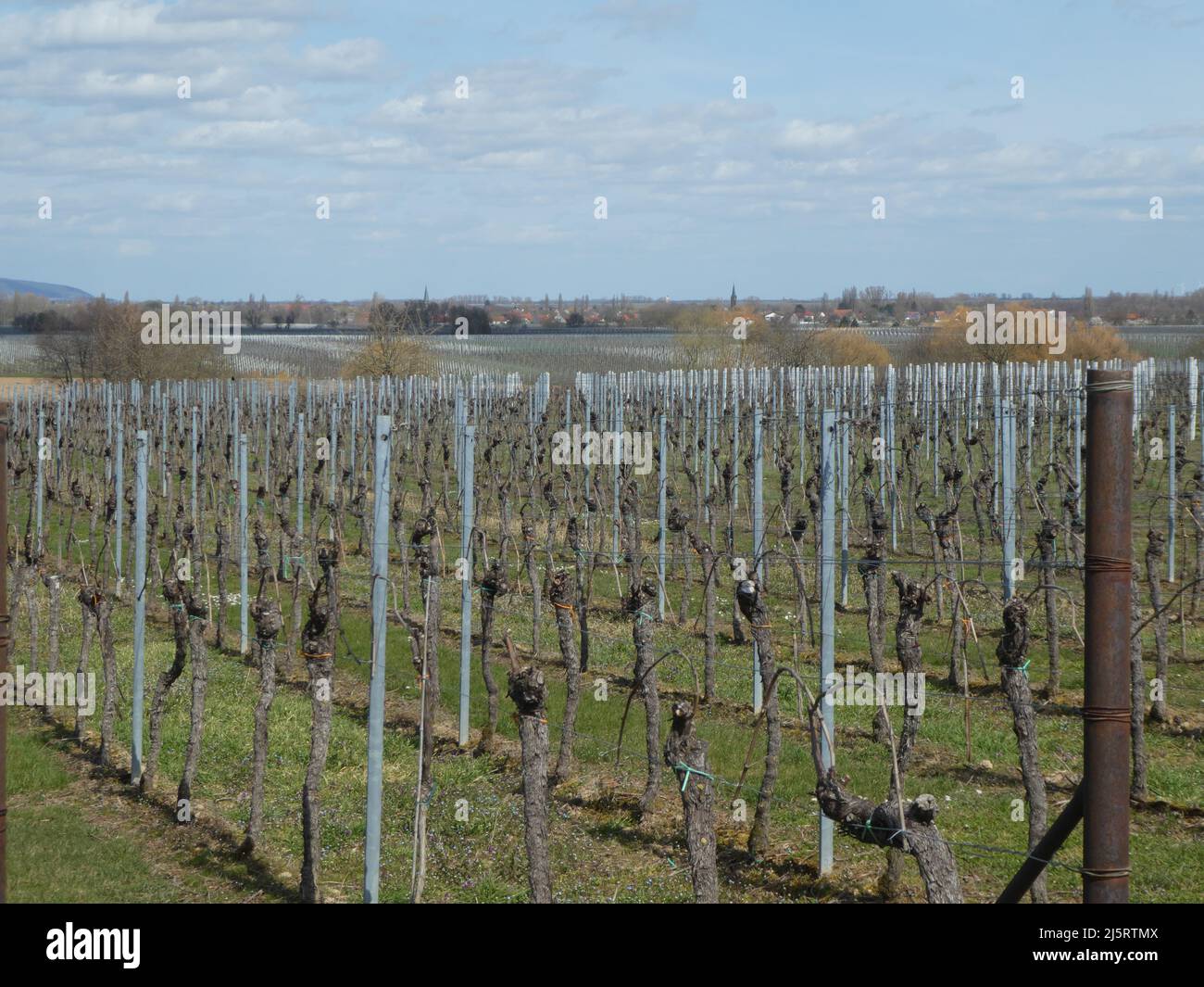 Vine lines hi-res stock photography and images - Alamy