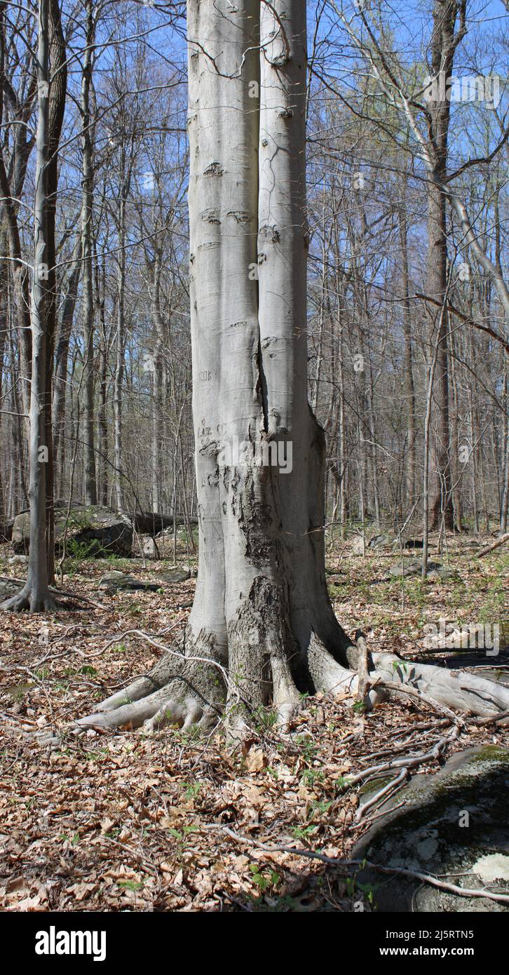 A Tree with Multiple Merged Trunks Stock Photo - Alamy A Tree with Multiple Merged Trunks Stock Photo - Alamy