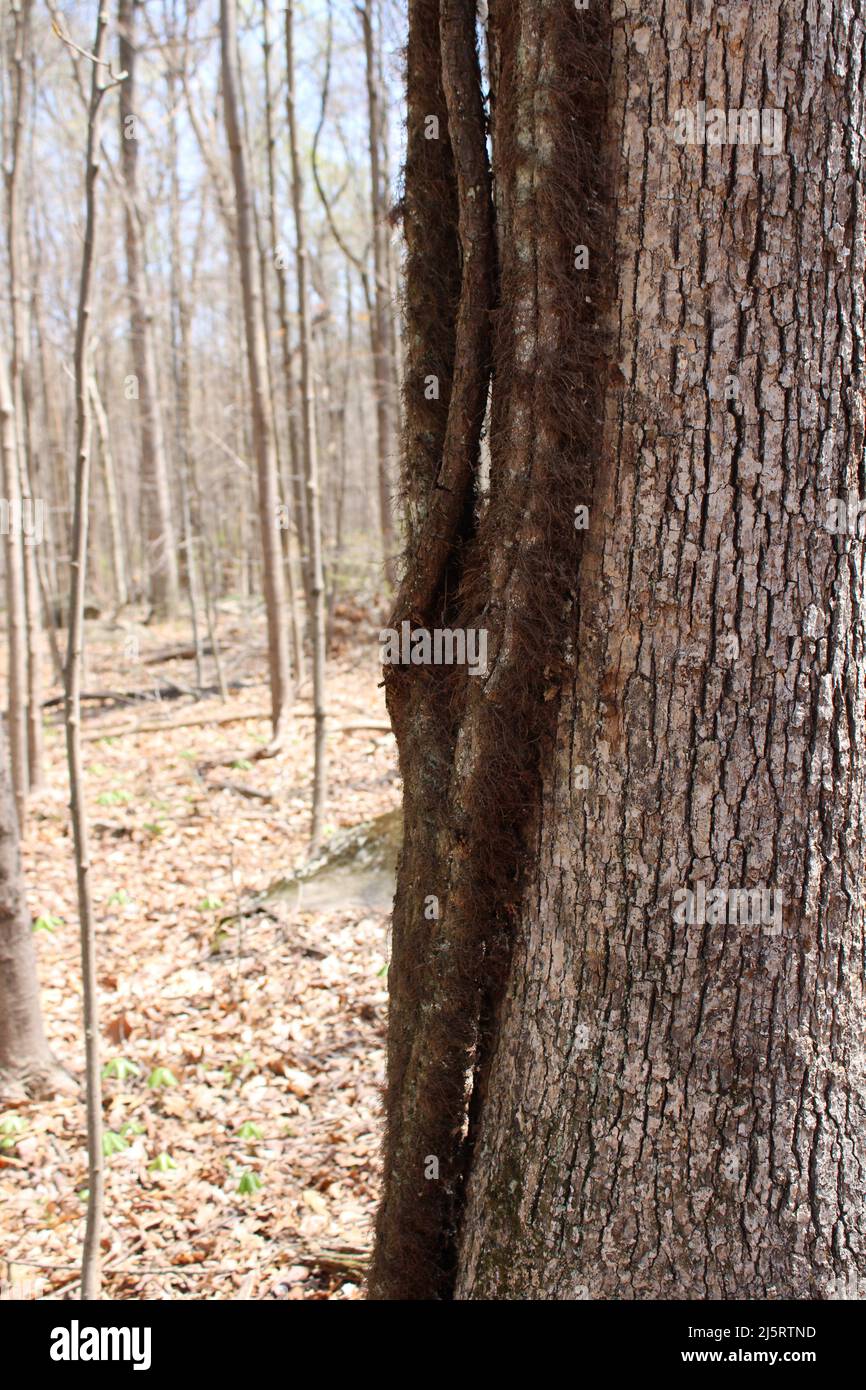 A Thick Dormant Poison Ivy Vine Attached to a Large Tree Stock Photo ...