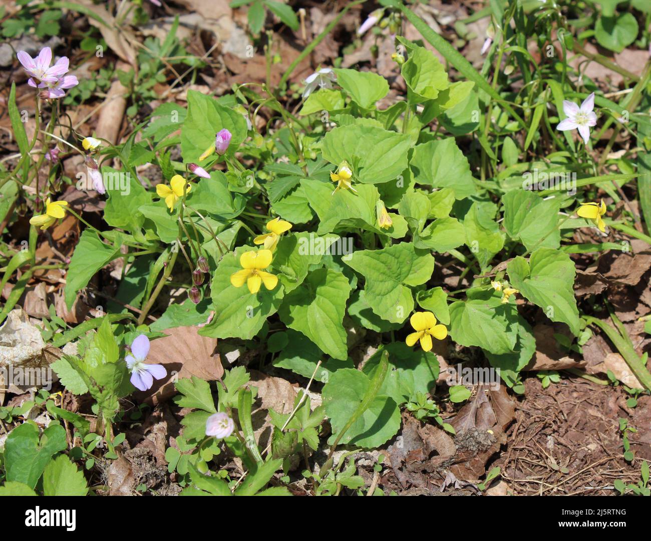 Wild Yellow Downy Violets on a Forest Floor Stock Photo - Alamy
