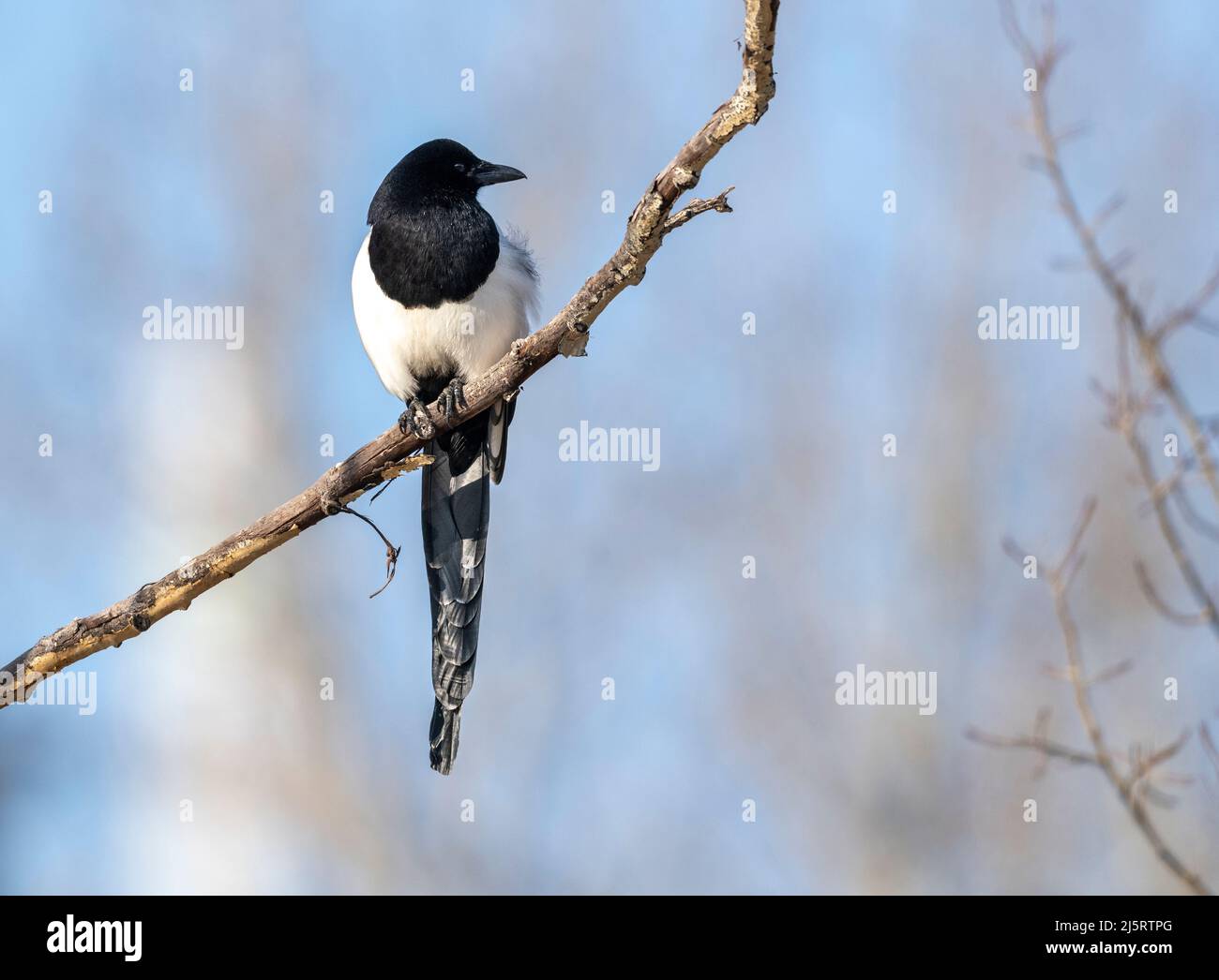 Black-billed magpie (Pica hudsonia), (AKA American magpie), Prince’s ...