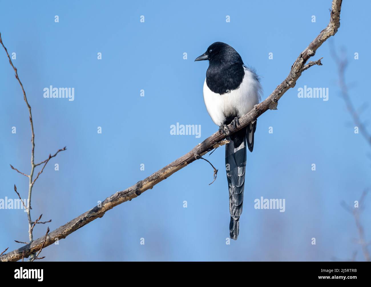 Black-billed magpie (Pica hudsonia), (AKA American magpie), Prince’s ...