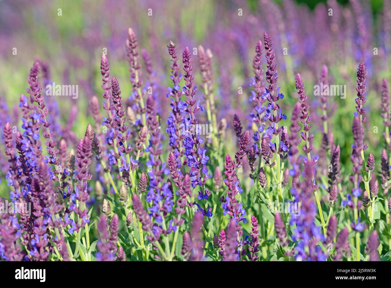 Violet flowering garden sage, Salvia nemorosa, in the garden Stock ...