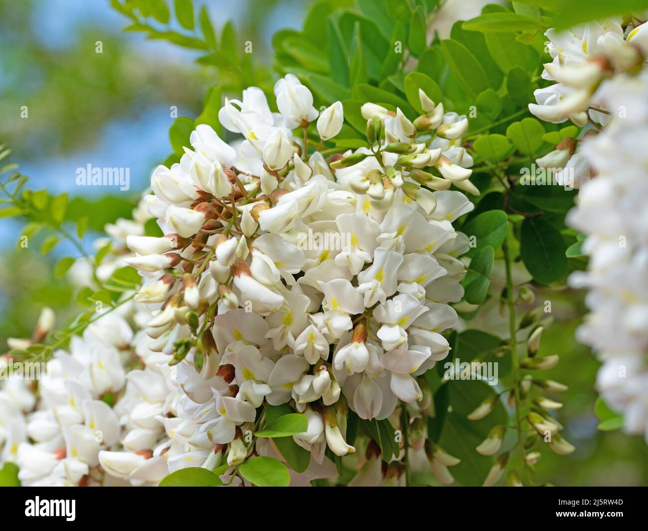 Blooming black locust, Robinia pseudoacacia, in spring Stock Photo - Alamy