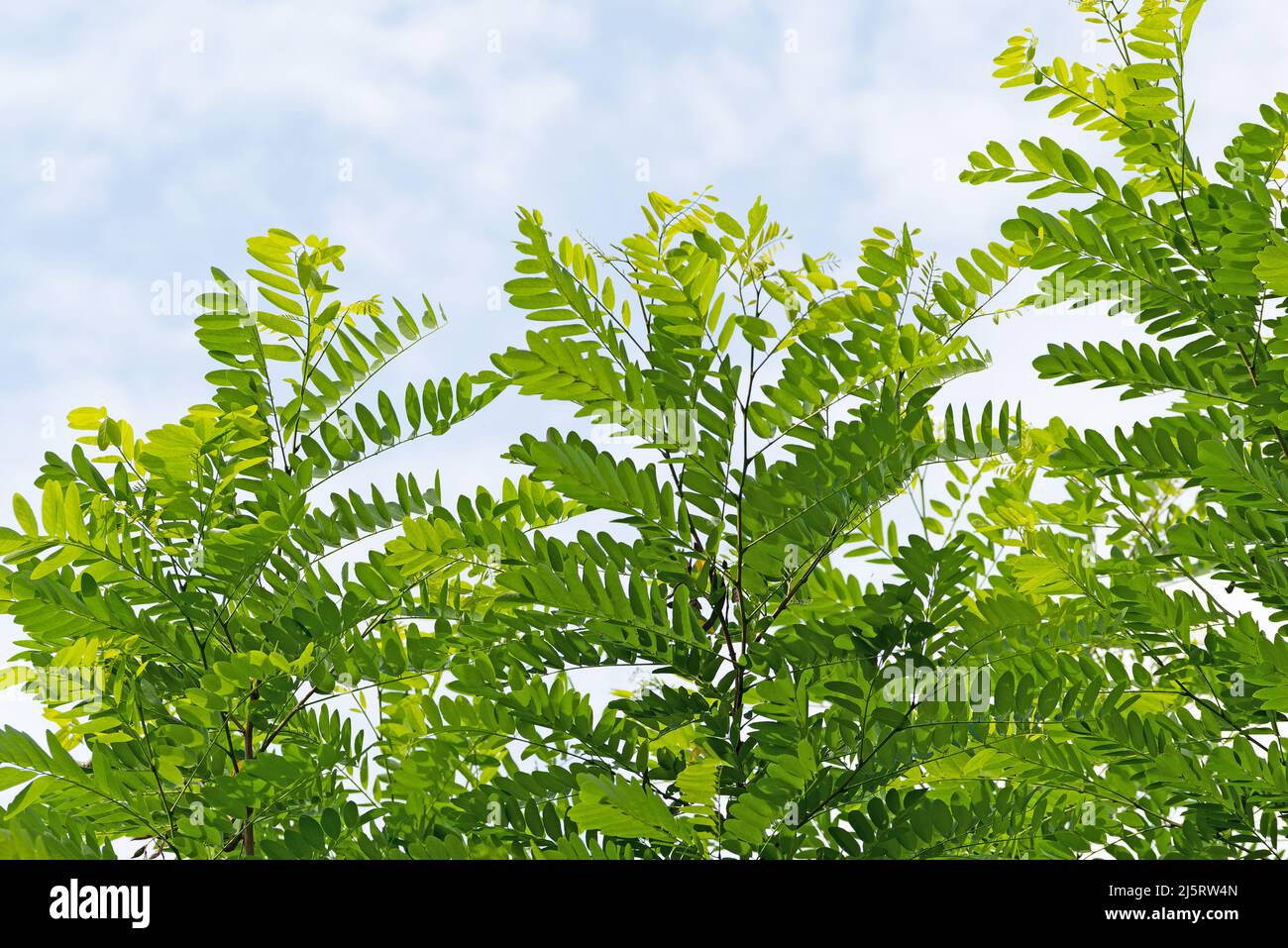 Robinie robinie pseudoacacia hi-res stock photography and images - Alamy