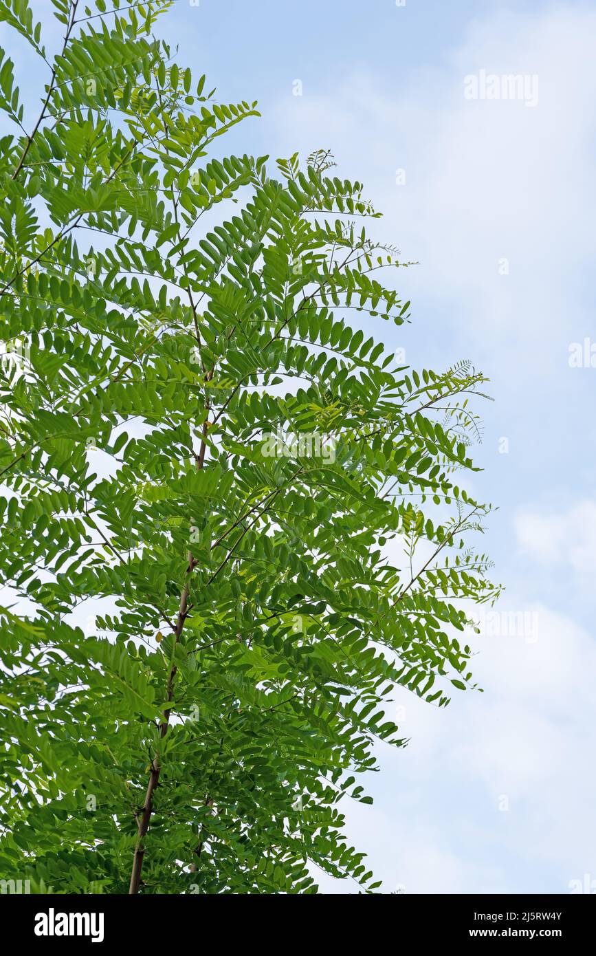 Leaves of Robinia, Robinia pseudoacacia Stock Photo - Alamy