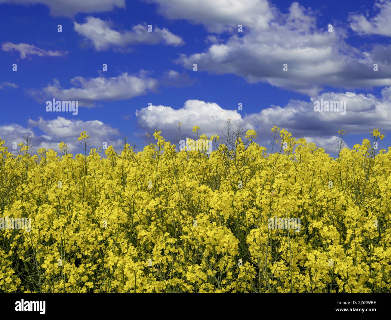 rapeseed yellow flowers of the plant against the background of blue sky ...