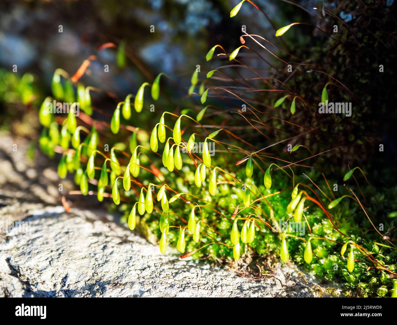 Spore cases on clumps of moss on a wall in Ambleside, Lake District, UK ...