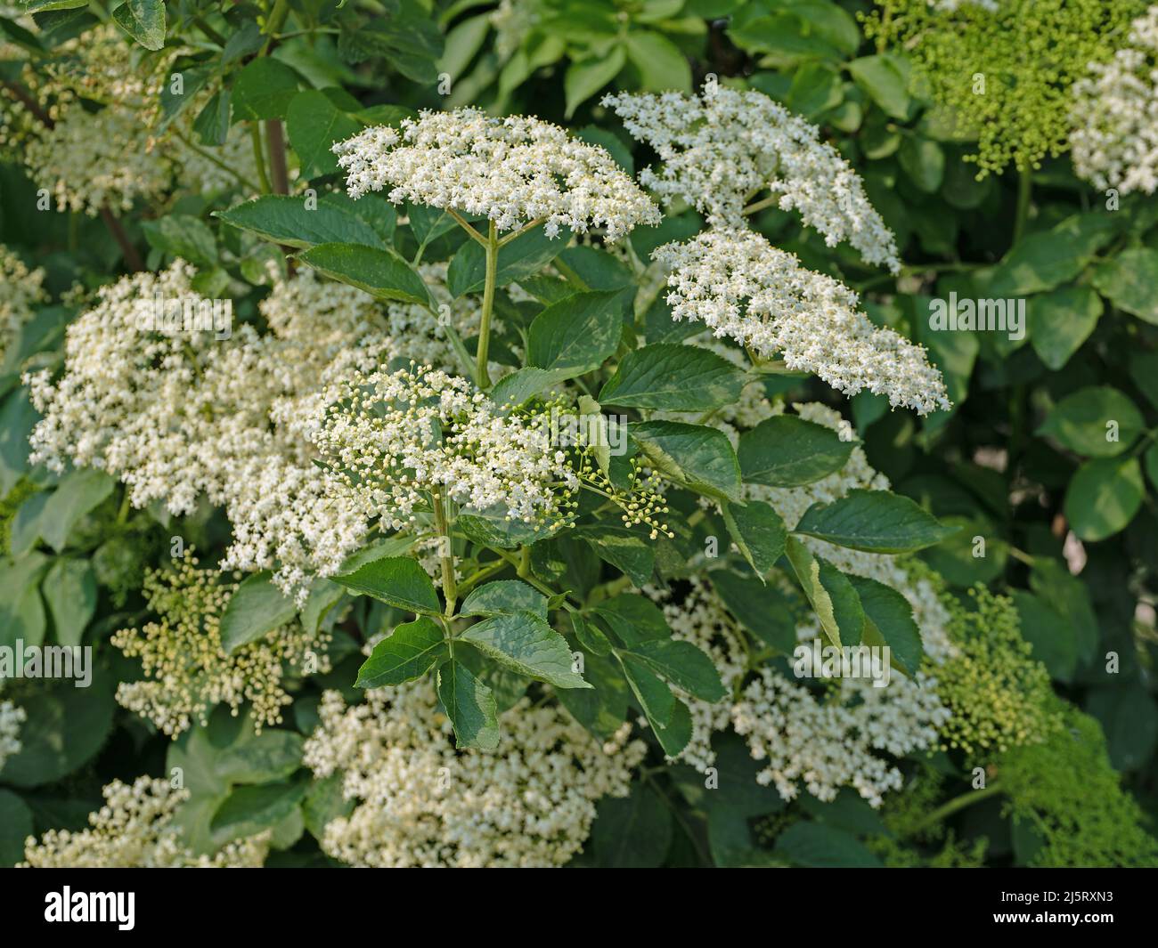 Flowering elderberry in early summer Stock Photo - Alamy