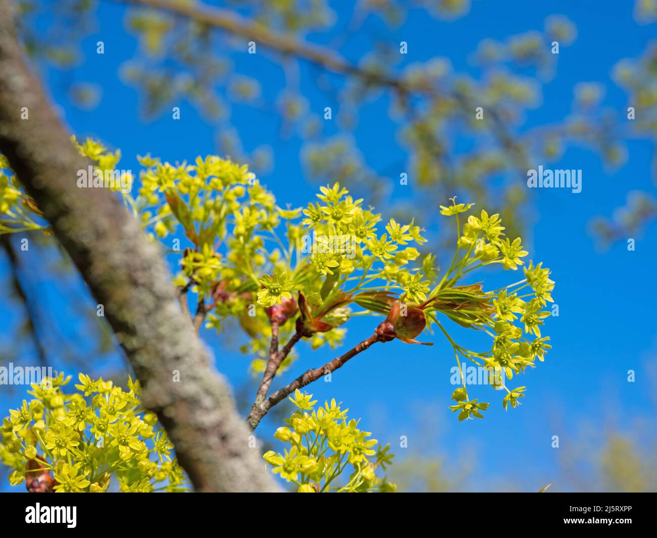 Flowering Norway maple in spring Stock Photo - Alamy