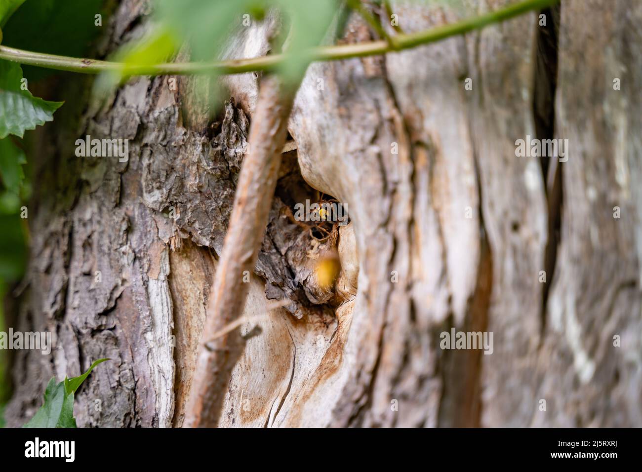 A hornet crawling out of a nest in a tree. Huge dangerous insect in its ...