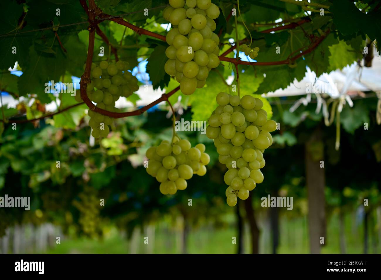 bunches of green grape in vineyard ready to be harvested Stock Photo - Alamy