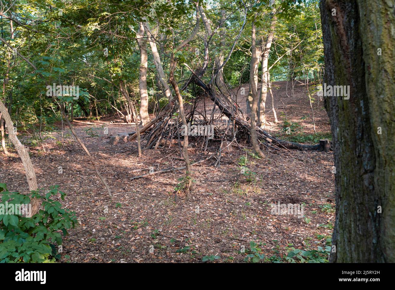 Stick shelter in the forest. Someone built a primitive shack out of ...