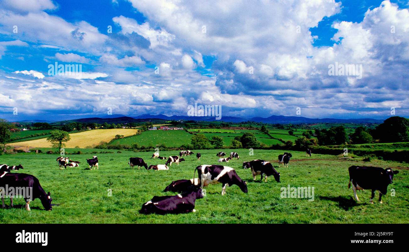 Friesian Dairy Cattle in a County Down Field below the Mountains of ...