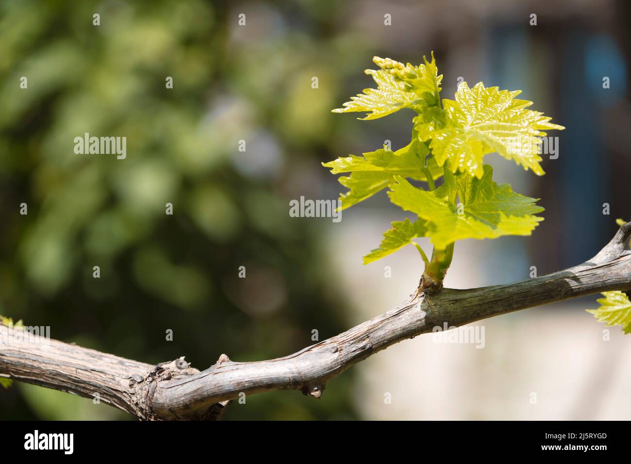 Sprout of Vitis vinifera, grape vine. New leaves sprouting at the ...