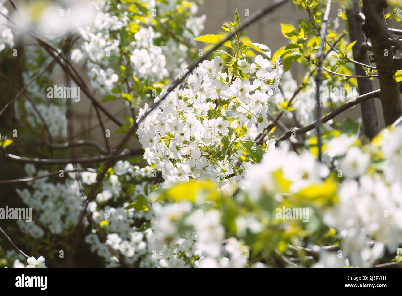 Close up sour cherry tree hi-res stock photography and images - Alamy