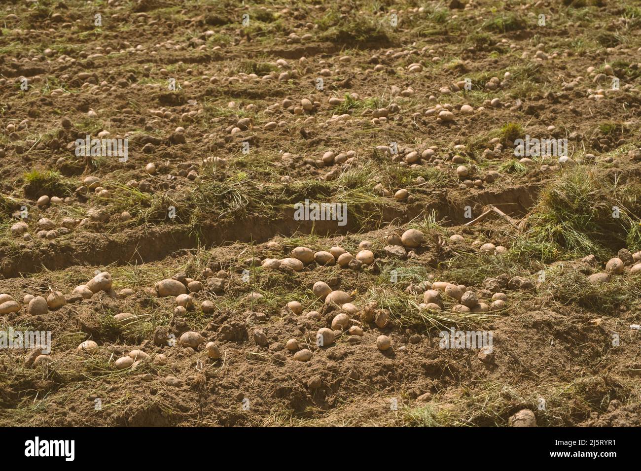 Fresh potatoes from the ground hi-res stock photography and images - Alamy