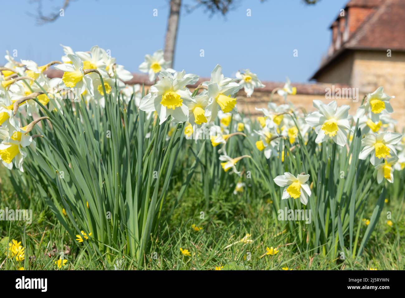 Daffodil (narcissus) flowers in bloom Stock Photo - Alamy