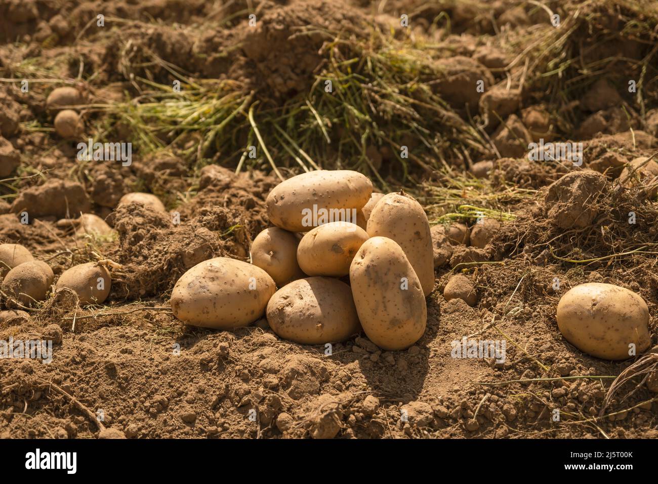 Potatoes fresh from the ground. Farming Stock Photo - Alamy