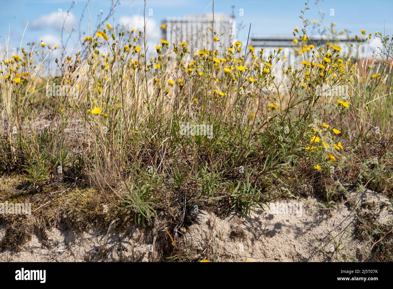 Yellow flowers on a sand dune in Germany. Beautiful wildflowers in the ...