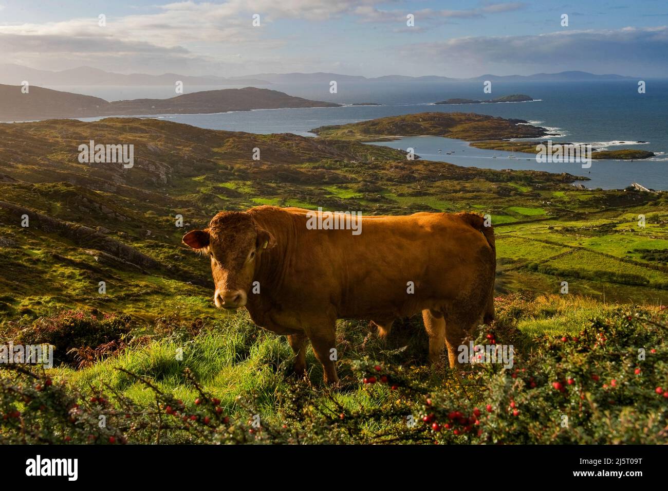 A bull stands above Derrynane Bay, Ring of Kerry, County Kerry, Ireland ...
