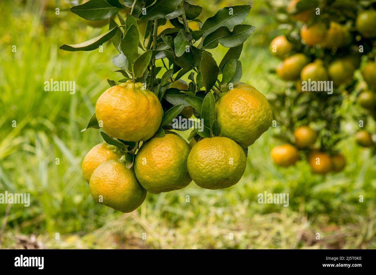 Cultivation of tangerines, fruits on the tree ready for harvest ...