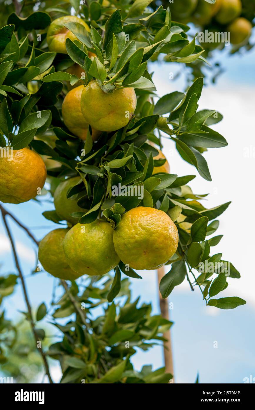 Cultivation of tangerines, fruits on the tree ready for harvest ...