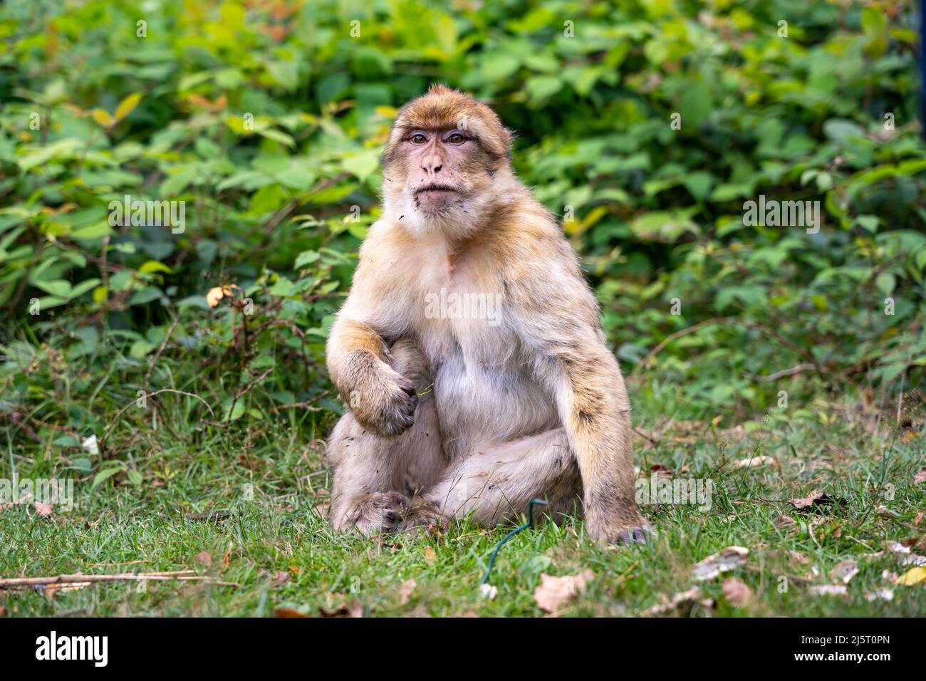 Ape sitting in grass hi-res stock photography and images - Alamy