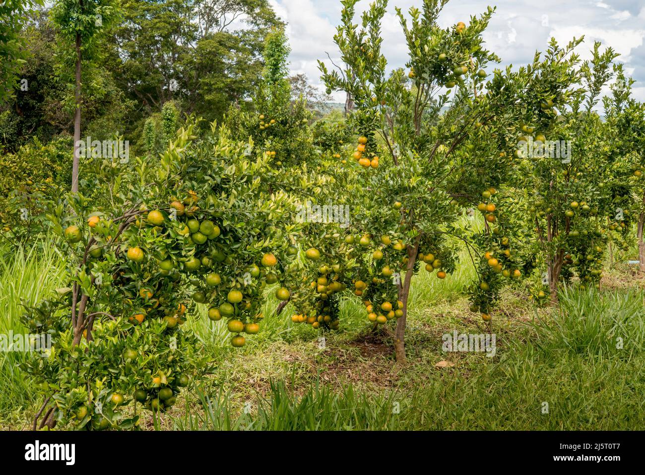 Cultivation of tangerines, fruits on the tree ready for harvest ...