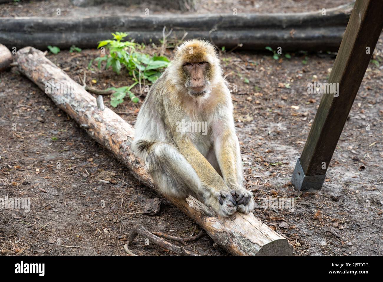 Barbary ape sitting on a tree and looking around. Brown monkey in ...