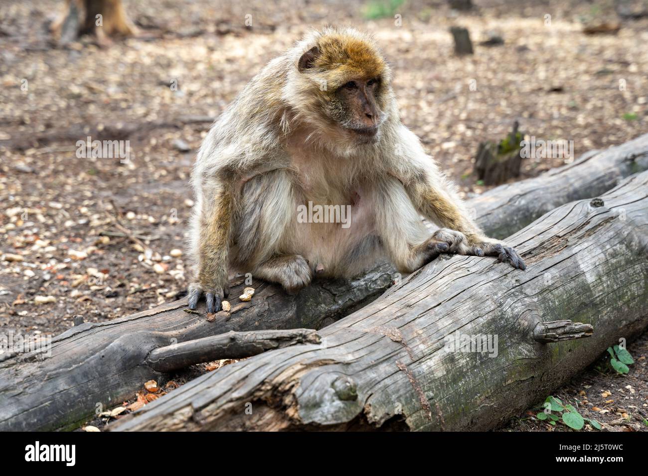 Barbary ape sitting on a tree and looking around. Brown monkey in ...