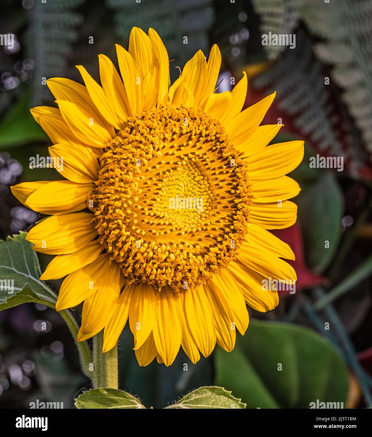 A Sun Flower shining in garden side view Stock Photo - Alamy