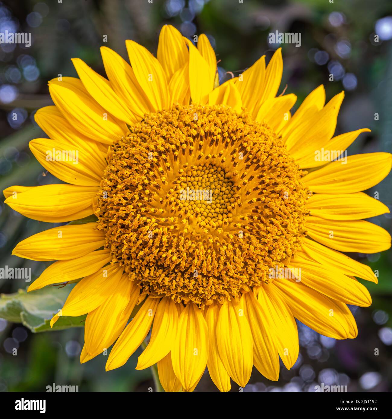 A Closer look of Sunflower close up Stock Photo - Alamy