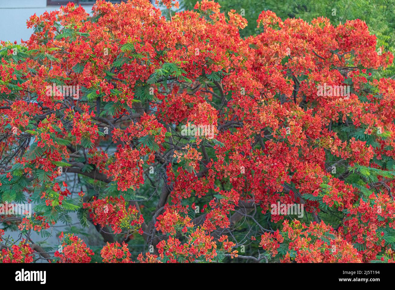 Flame tree pods hi-res stock photography and images - Alamy