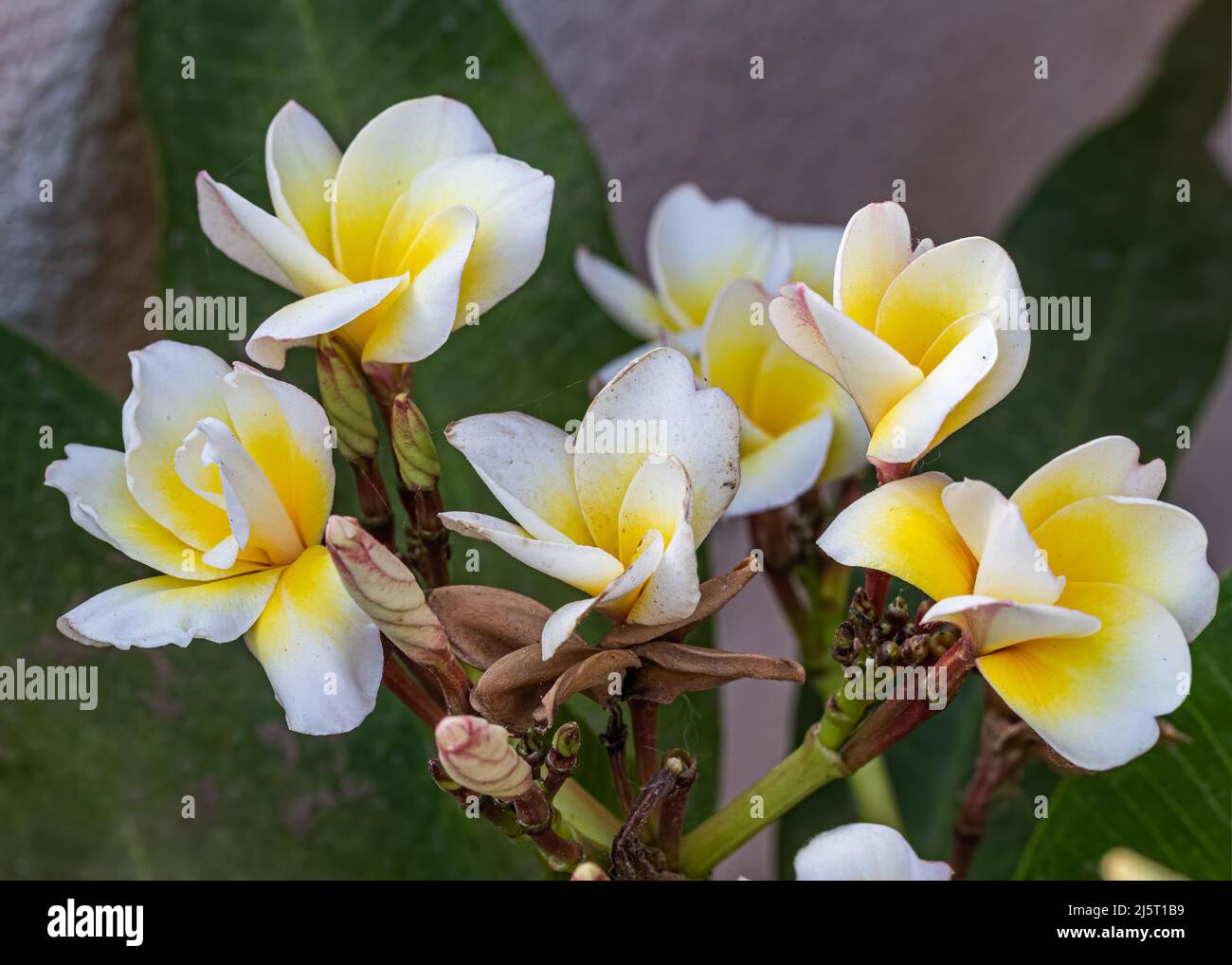 Watercolor frangipani hi-res stock photography and images - Alamy