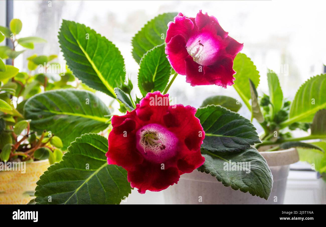 Red and white indoor plant gloxinia blooms on the windowsill Stock ...